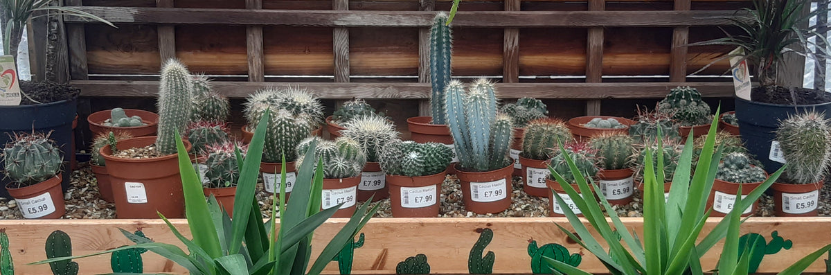 Cactus & Succulents – Swiss Valley Garden Centre